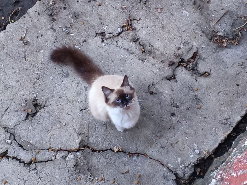 Найдена кошка