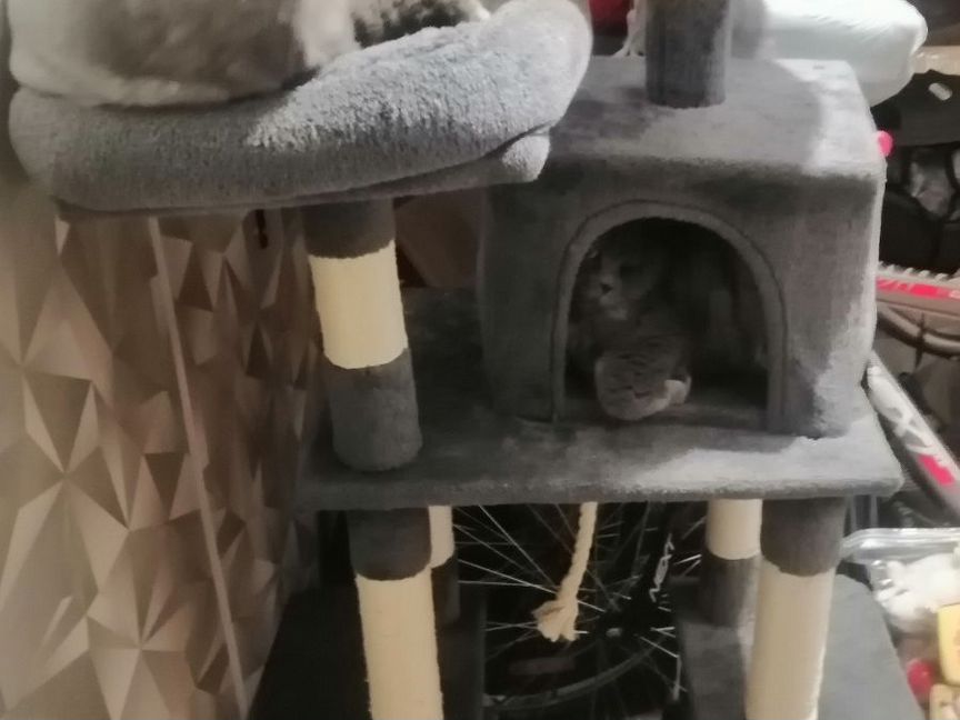 Кошка и кот