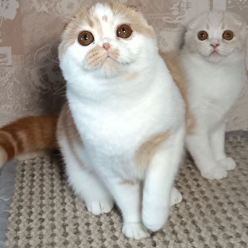 Шотландский вислоухий короткошёрстный котёнок