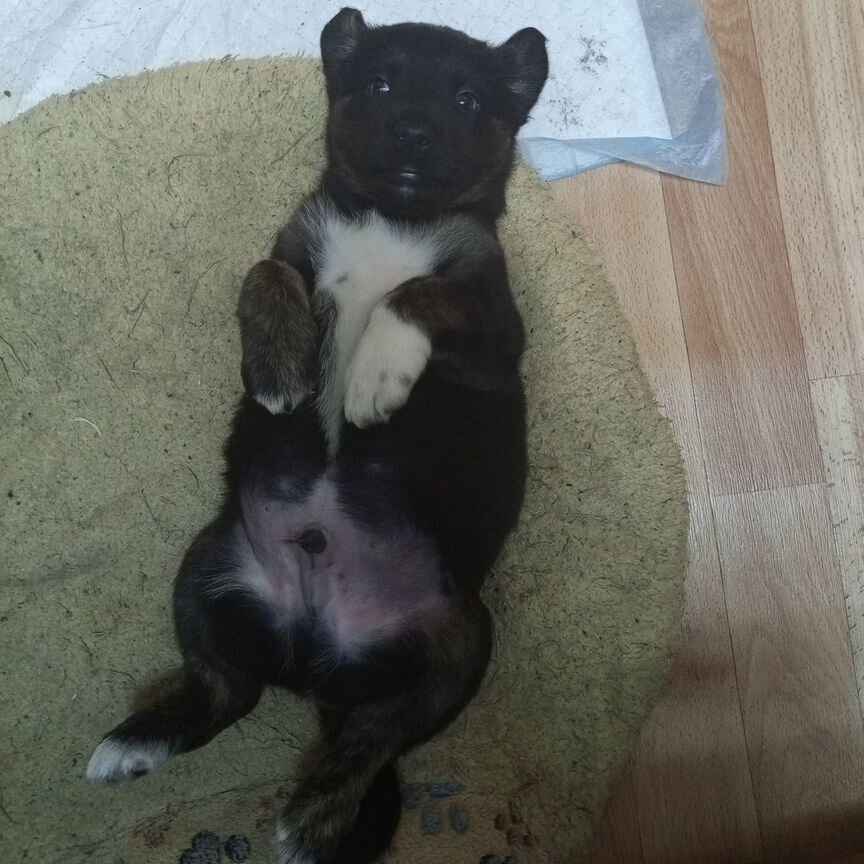 Лабрадор-ретривер, щенок