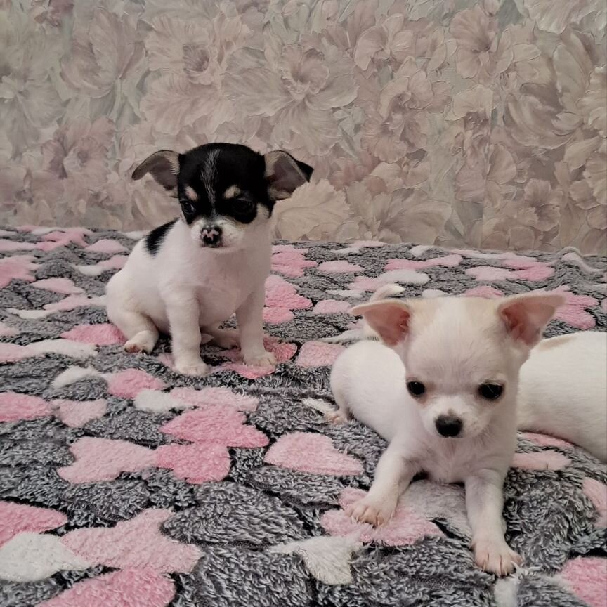 Щенки чишки