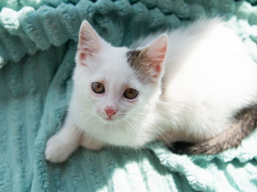 Котенок Шурик ищет дом