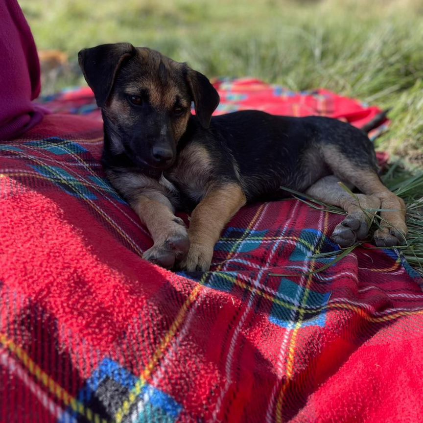 Щенки девочки