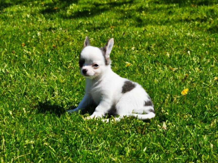 Маленький бетховен