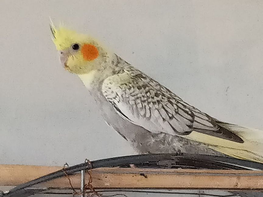 Попугай Кореллы птенцы