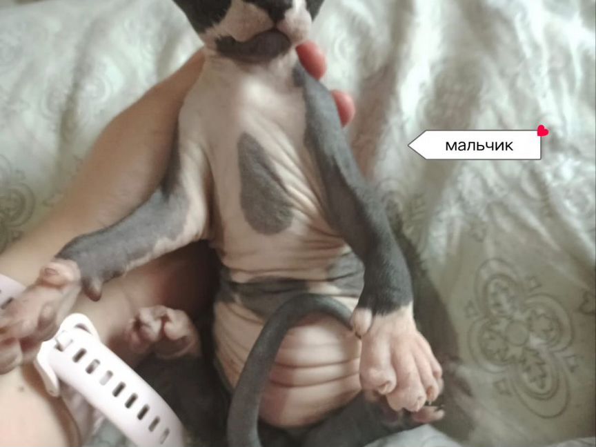 Канадский сфинкс 3 мальчика