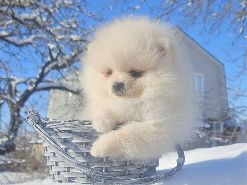 Померанский шпиц мини мишка