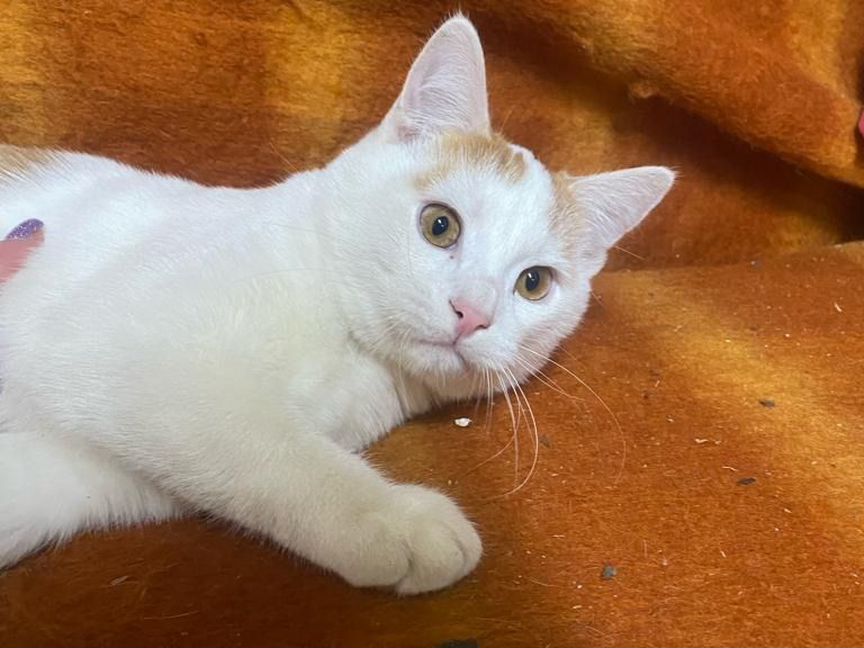 Котенок Федя в добрые руки