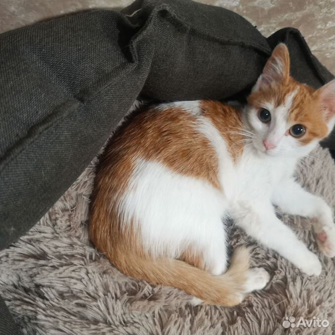 Котик Крош в дар, 2 месяца
