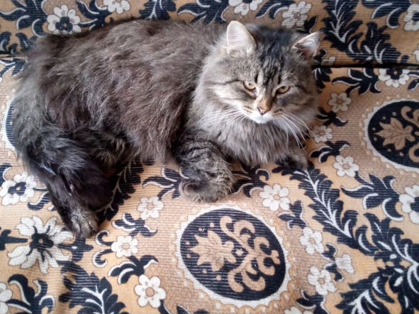 2 котика и собачка