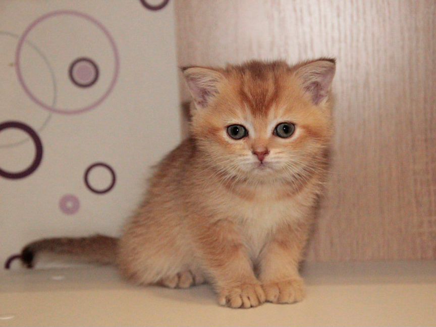 Шотландский котенок, мальчик