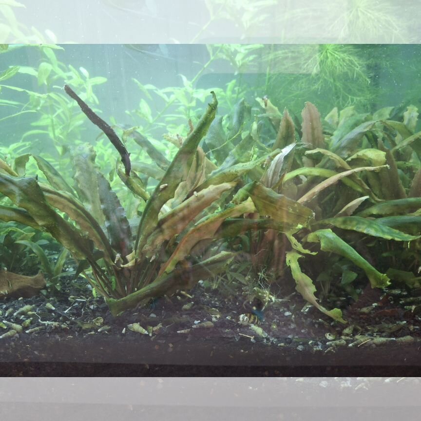 Криптокорина вендта