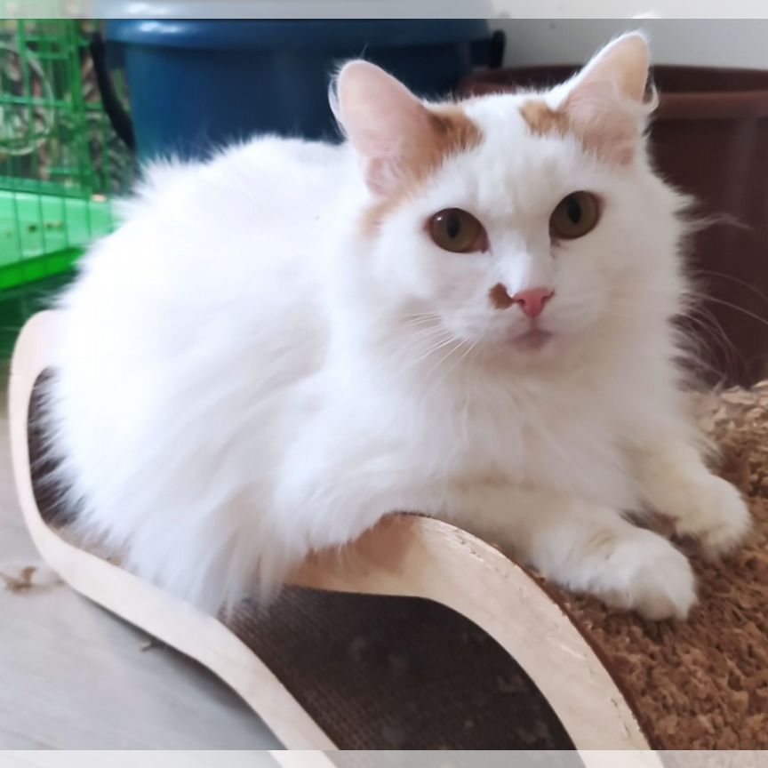 Сибирская, взрослая кошка