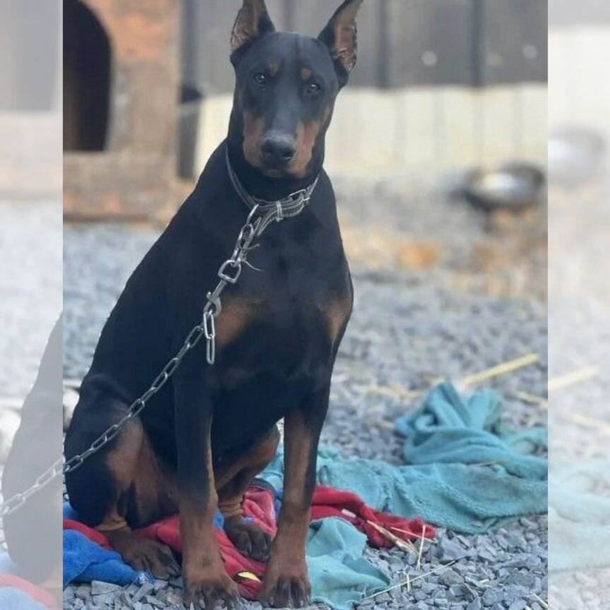 Доберман, щенок