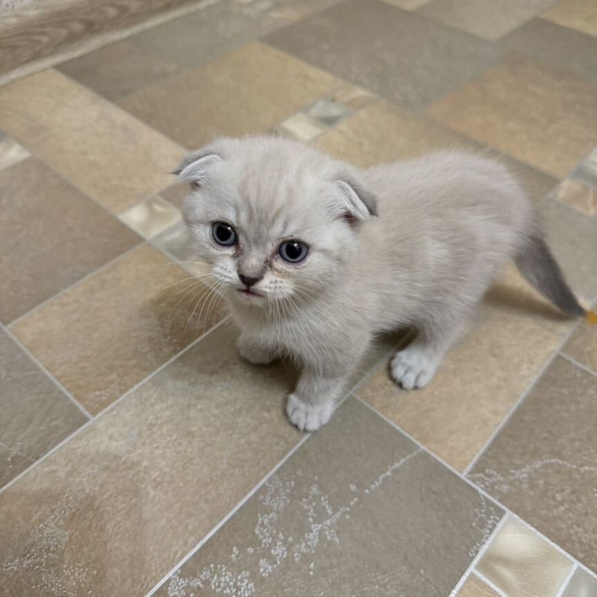 Шотландские вислоухие котята