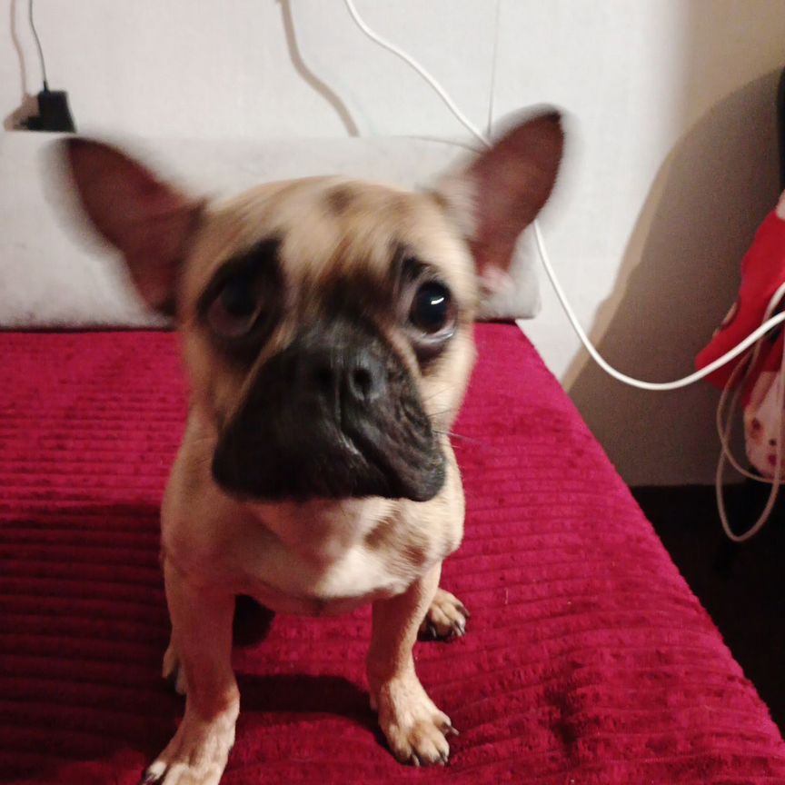 Собаки бесплатно в добрые руки