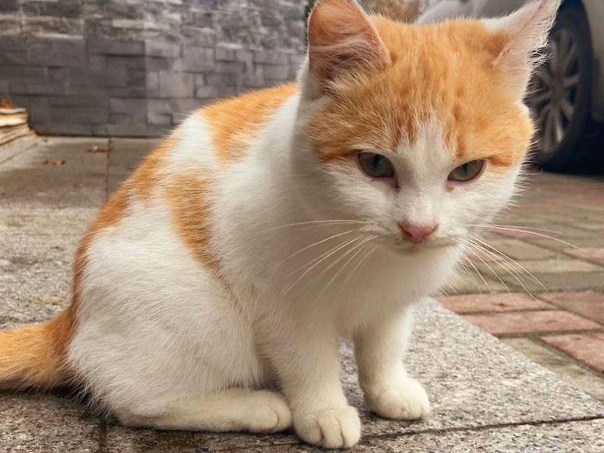 Рыже-белый котёнок с дач ищет дом
