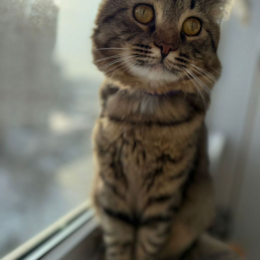 Грустный кот Босс хочет домой