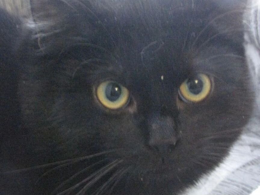 Ласковый кот в добрые руки бесплатно