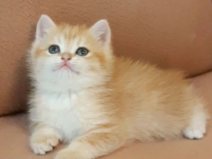 Золотые шиншиллы девочки