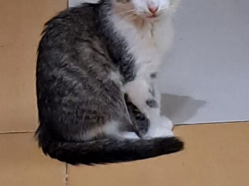 Котенок мальчик 3 месяца