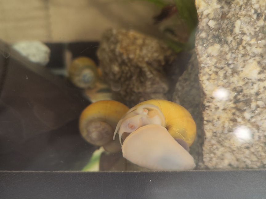 Улитка улитки аквариумные рыбки " Ампулярии"