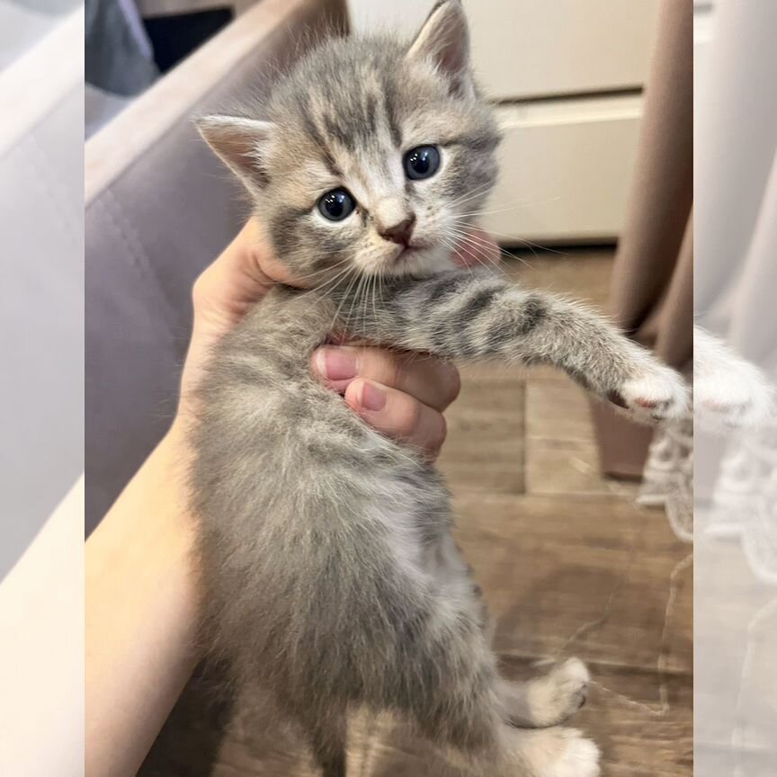 Отдам котят в добрые ручки