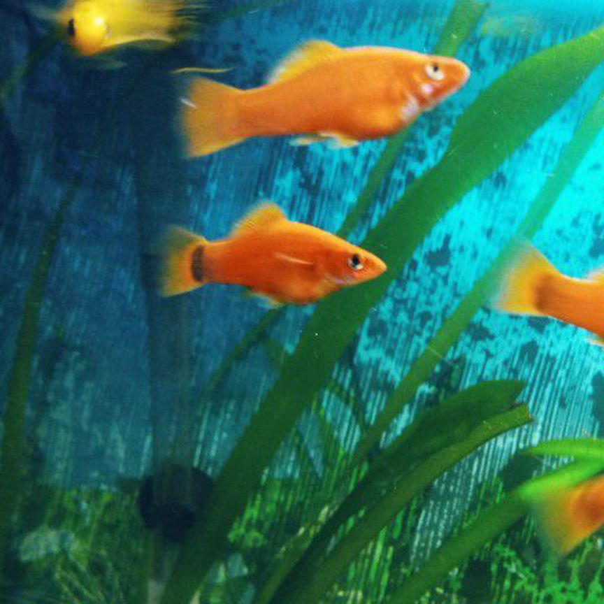 Аквариумные рыбки меченосцы