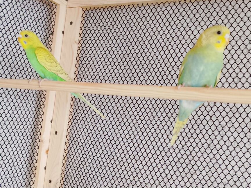 Волнистые попугайчики подростки