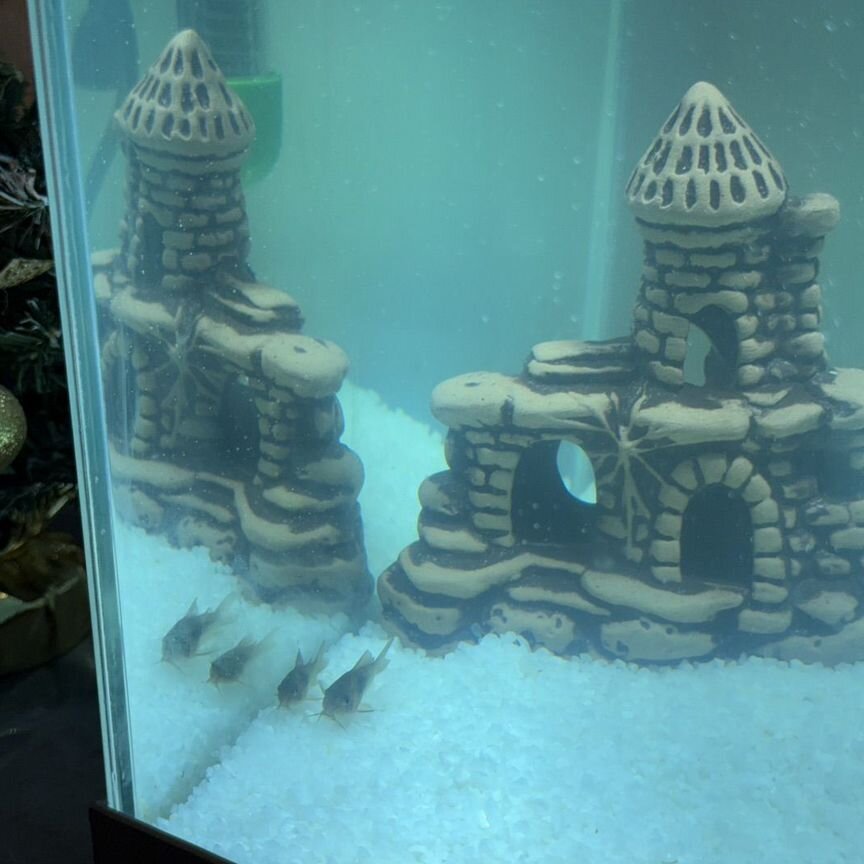 Аквариумные рыбки сомы, моллинезии