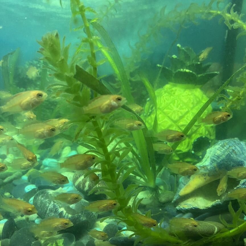 Рыбки цихлиды бесплатно