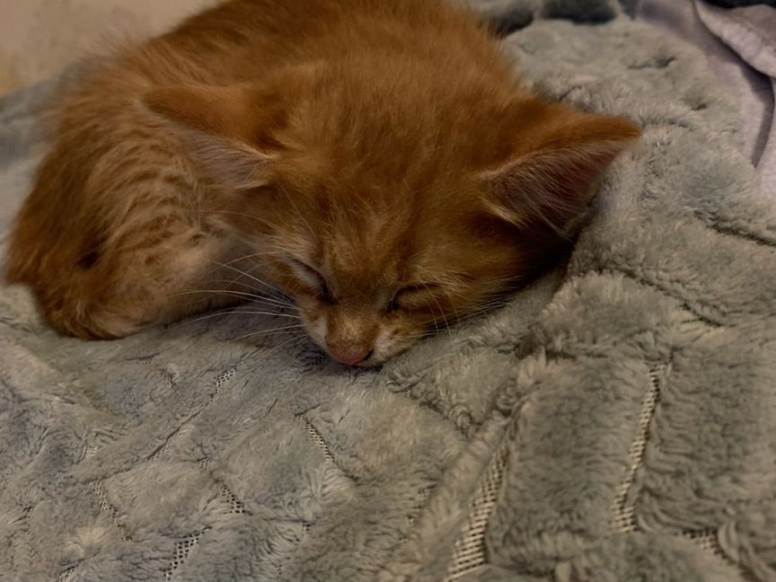 Отдаем котенка в добрые руки