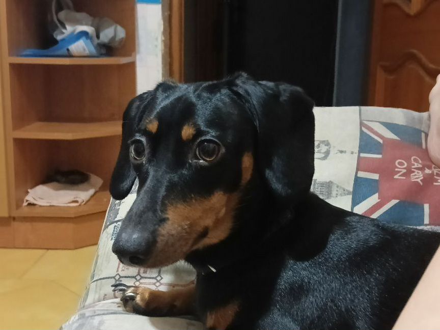 Такса в добрые руки