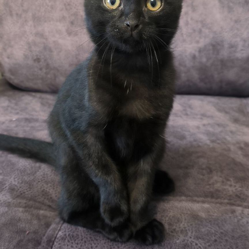 Отдам котенка