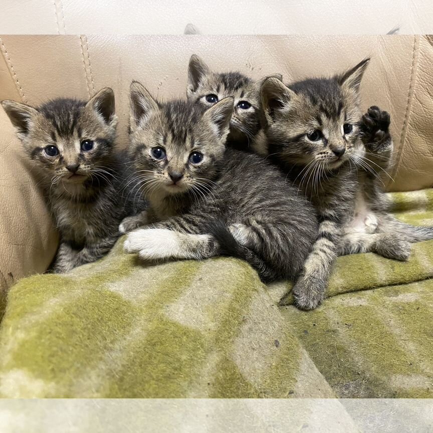 Котёнок в добрые руки