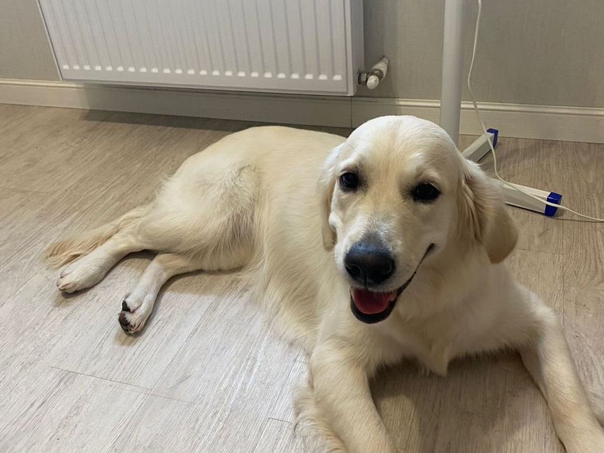 Переустраивается золотистый ретривер