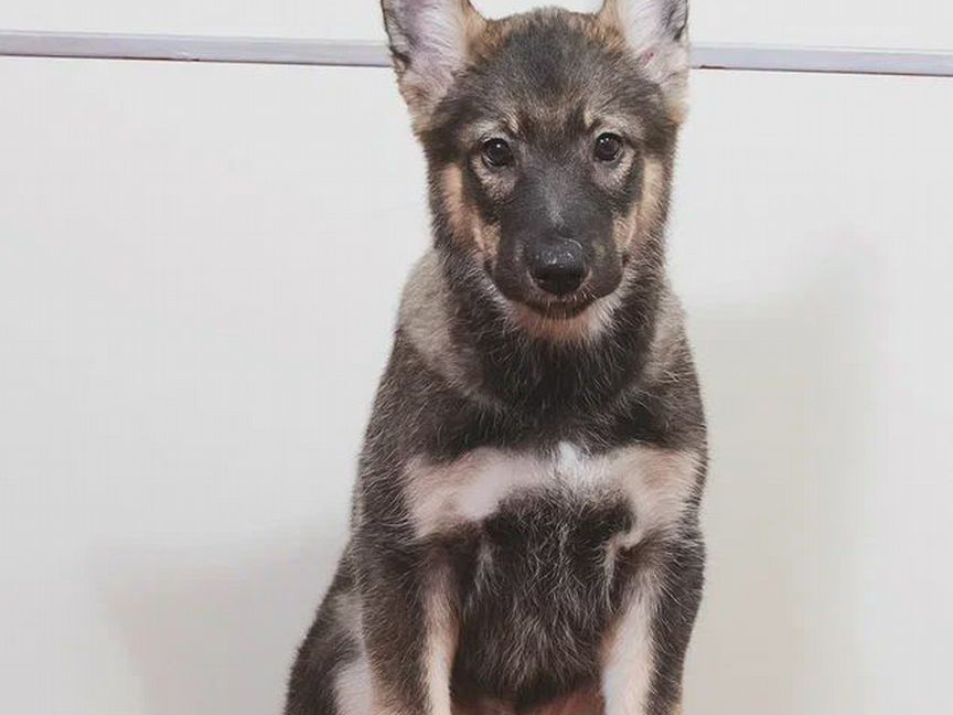 Щенок Люк в добрые руки бесплатно