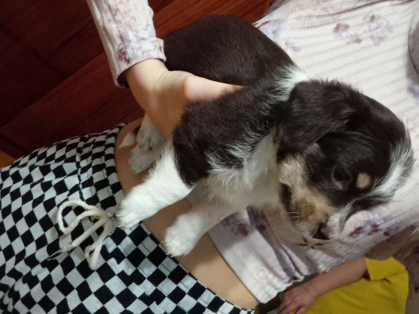 Отдам бесплатно