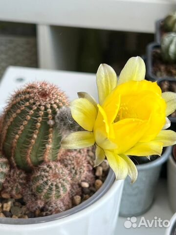 Эхинопсис золотистый (Echinopsis (Lobivia) купить в Москве | Товары для ...