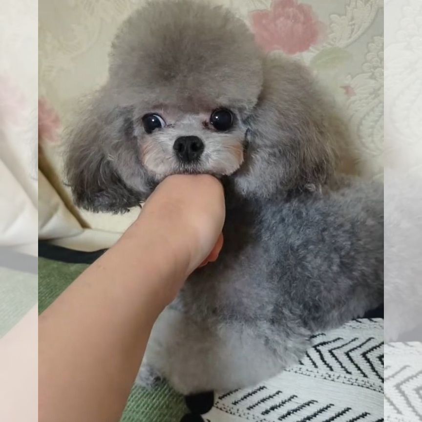 Той-пудель, взрослая собака