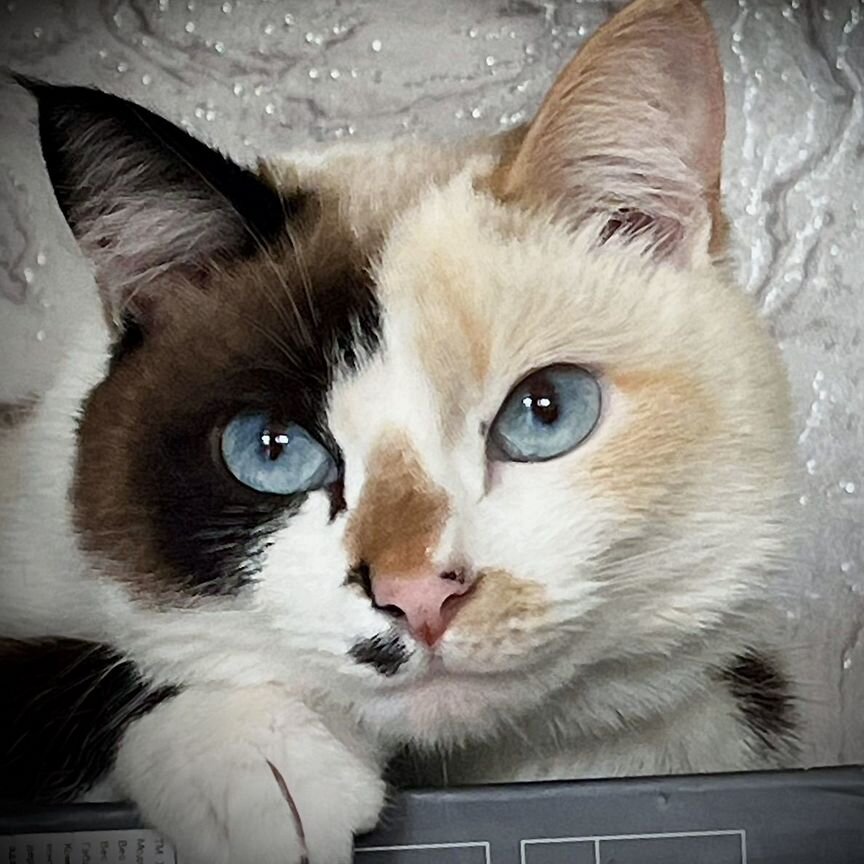 Кошка