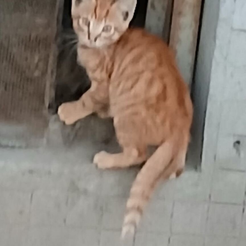 Рыжий котенок