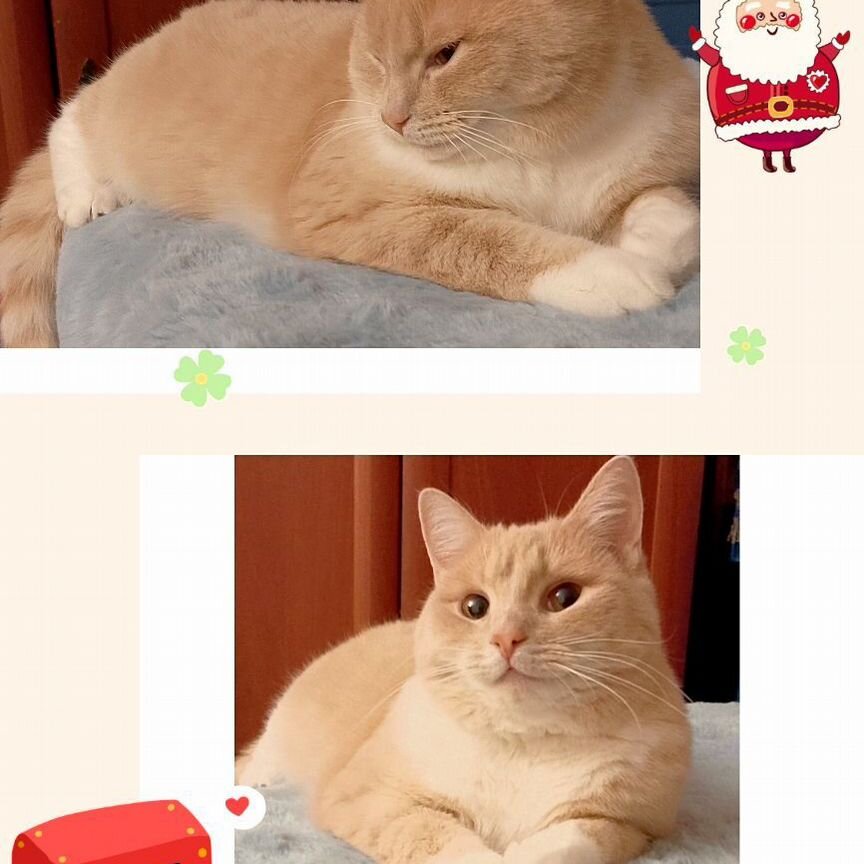 Кошка персиковая ищет семью