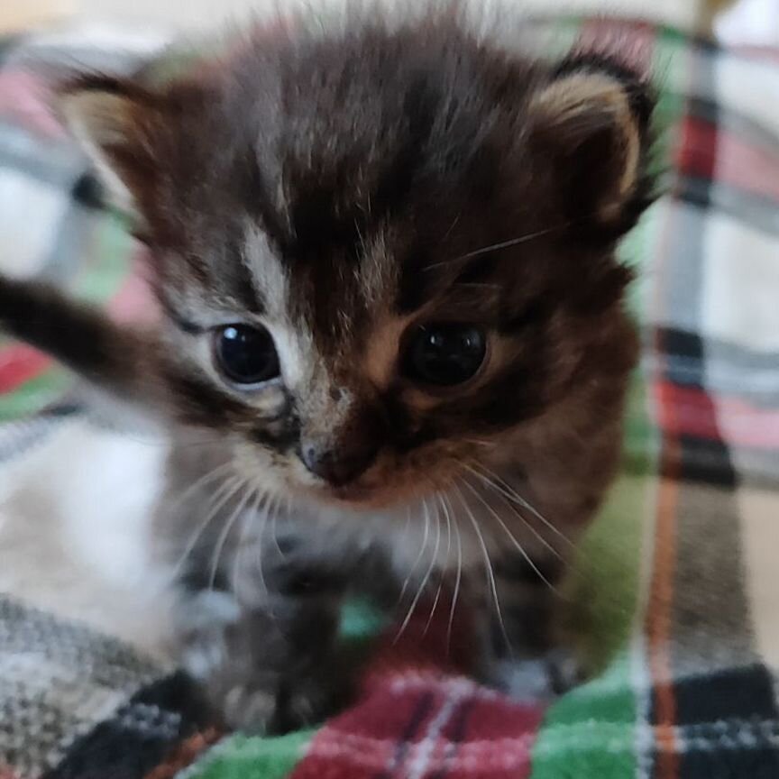 Котенок мальчик