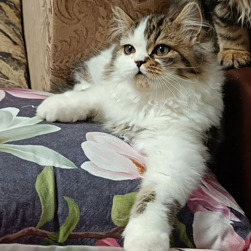 Котик страйт