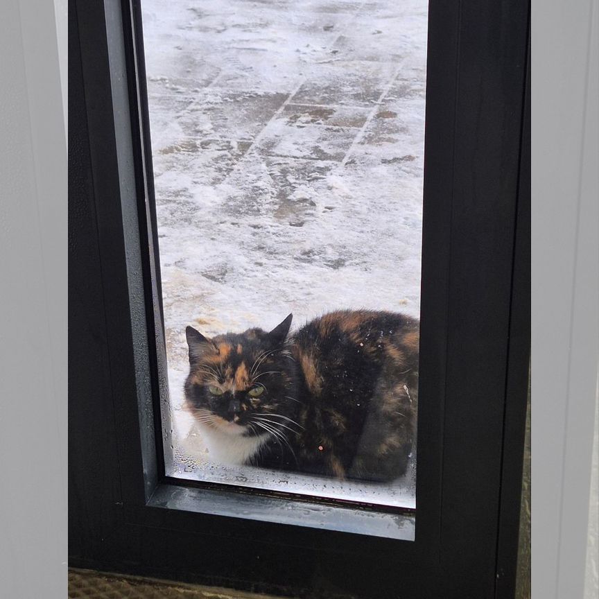 Взрослая, Девочка кошка в добрые руки