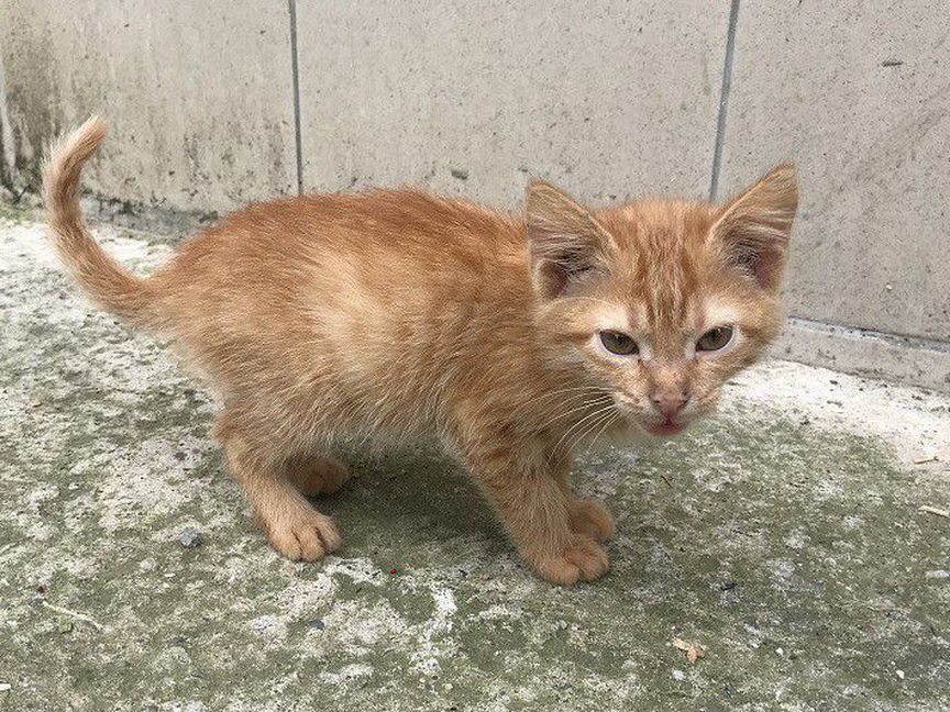 Отдам котенка в добрые руки