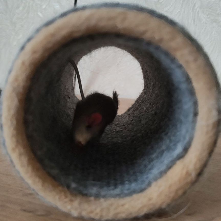 Игрушка когтеточка для котят