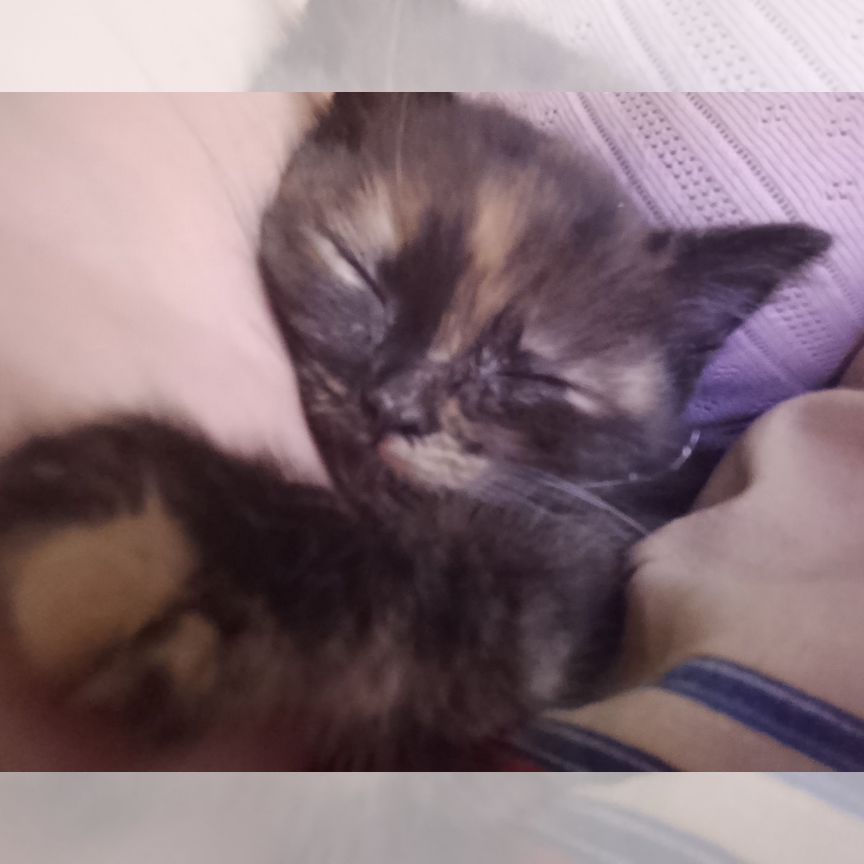 Британский короткошёрстный котёнок