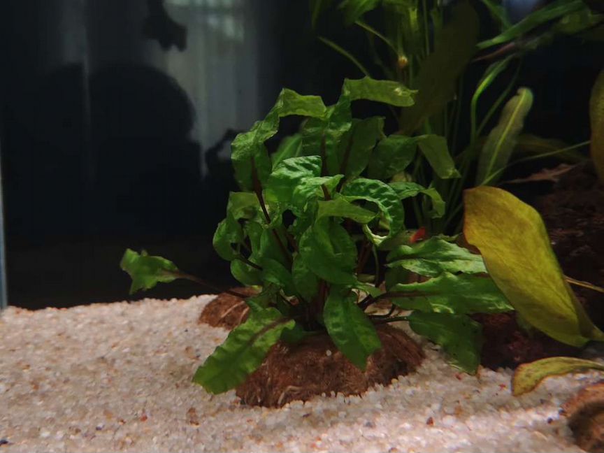 Криптокорина